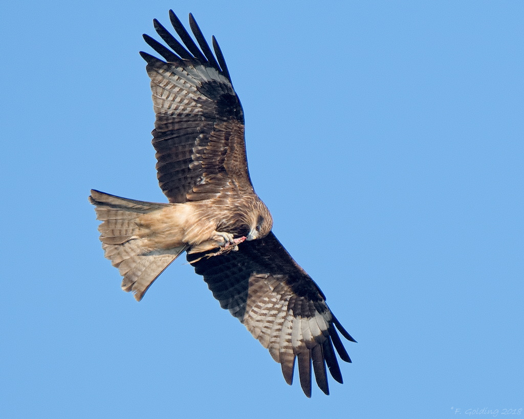 Details : Eastern Marsh Harrier - BirdGuides