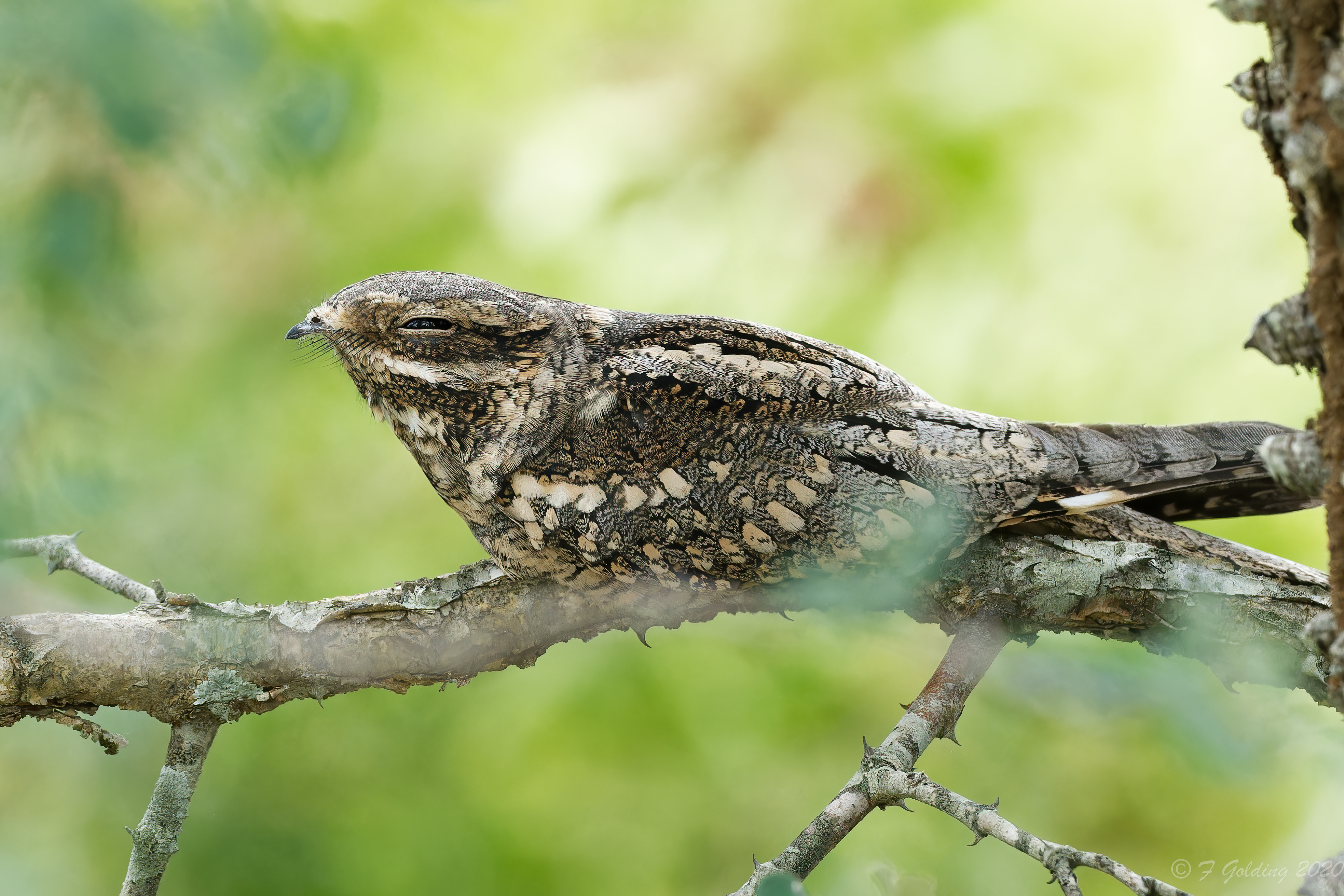 European Nightjar by Frank Golding - BirdGuides