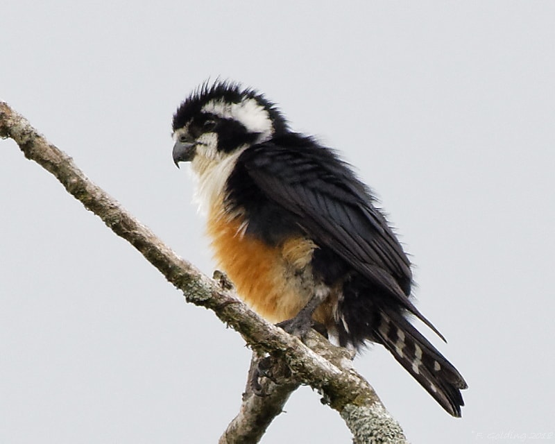 Black-thighed Falconet by Frank Golding - BirdGuides