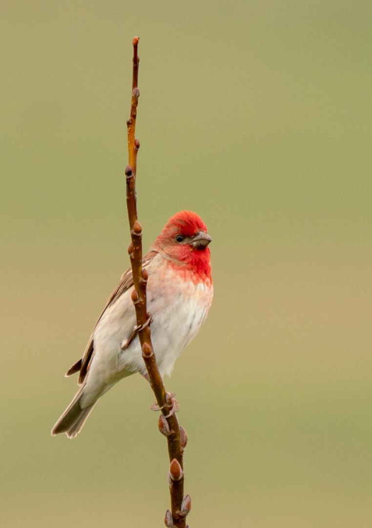 Common Rosefinch by Helen Perry - BirdGuides