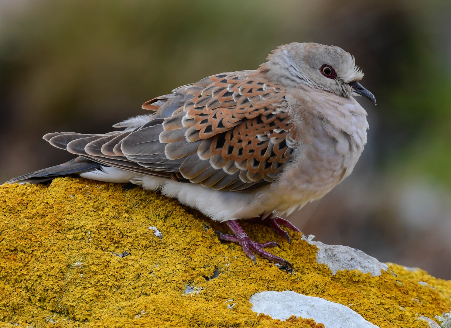 European Turtle Dove by Brian Liggins - BirdGuides