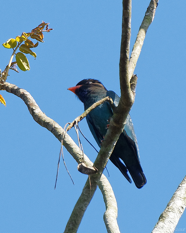Details : Oriental Dollarbird - BirdGuides