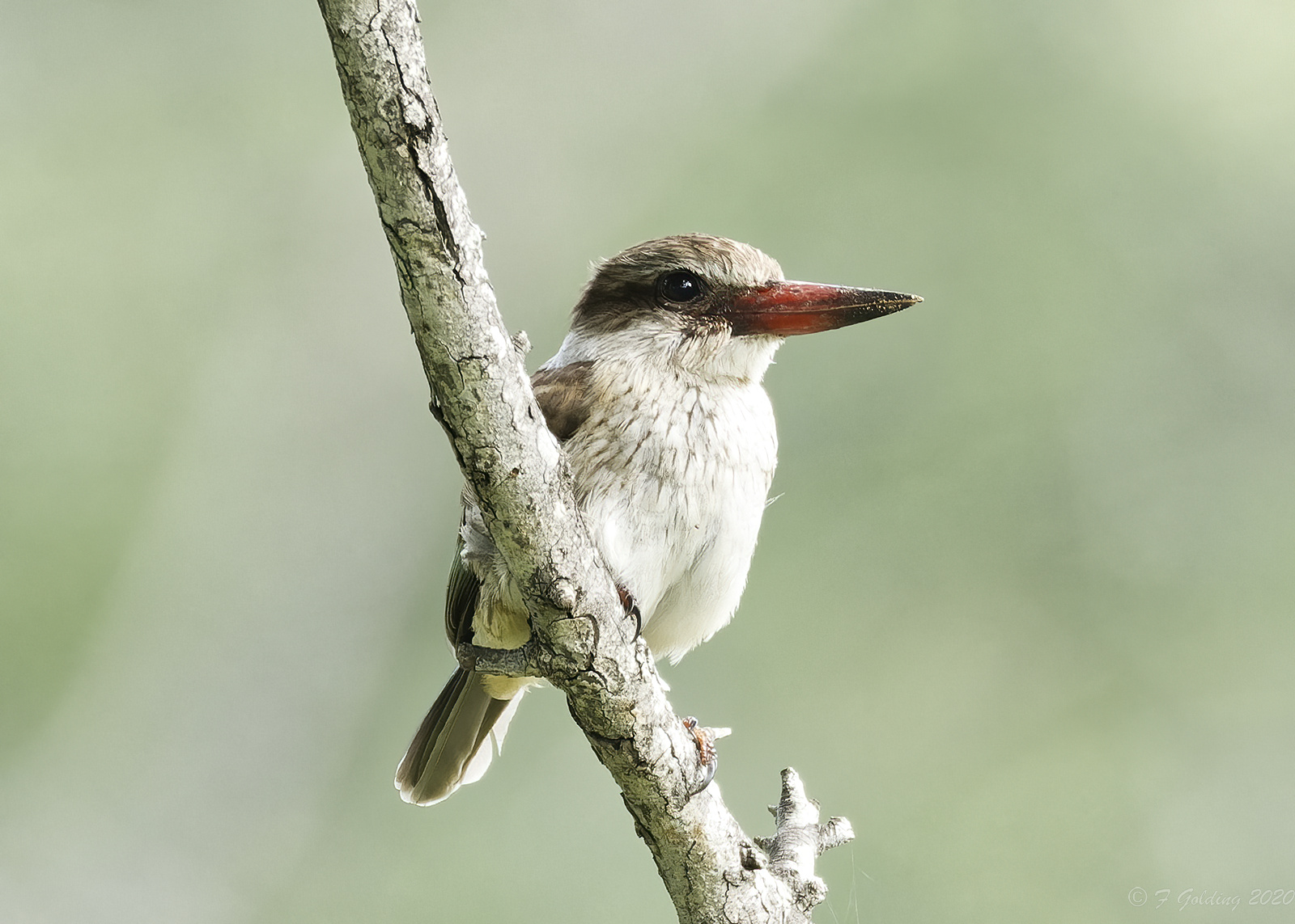 Striped Kingfisher by Frank Golding - BirdGuides