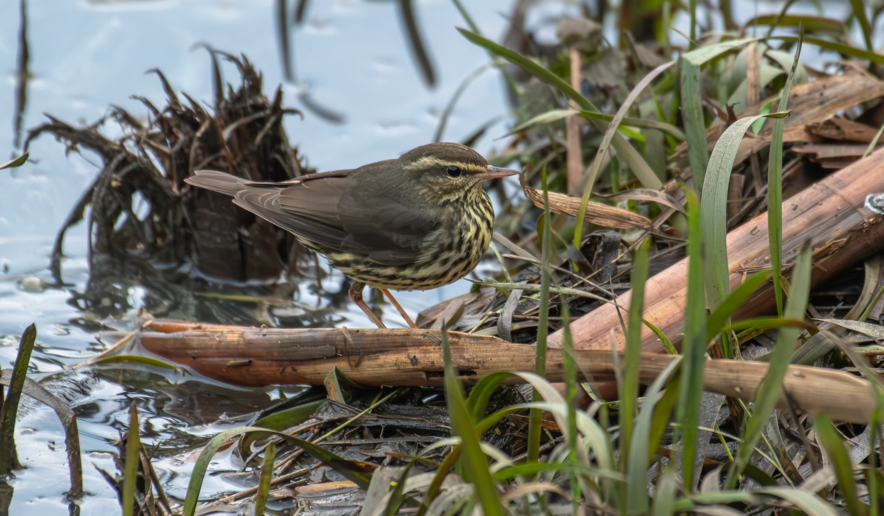 Northern Waterthrush by Theo de Clermont - BirdGuides