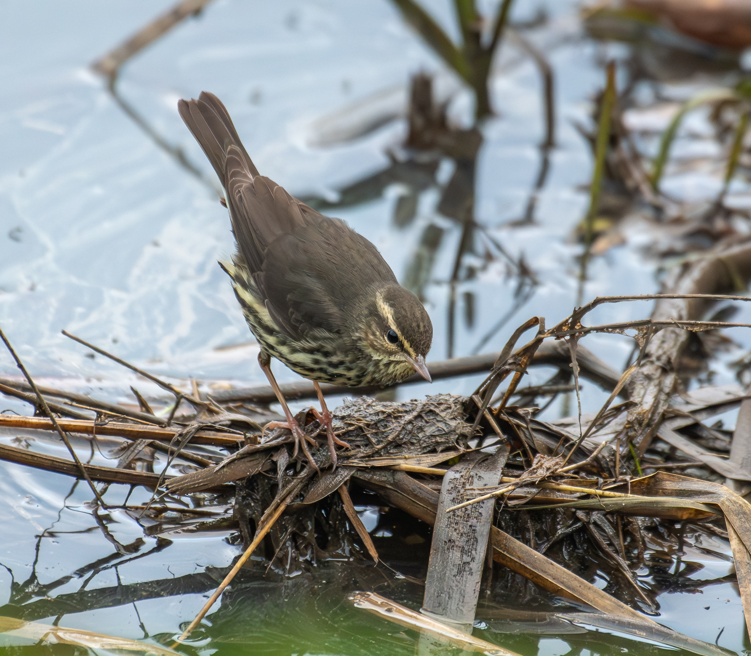 Northern Waterthrush by Theo de Clermont - BirdGuides
