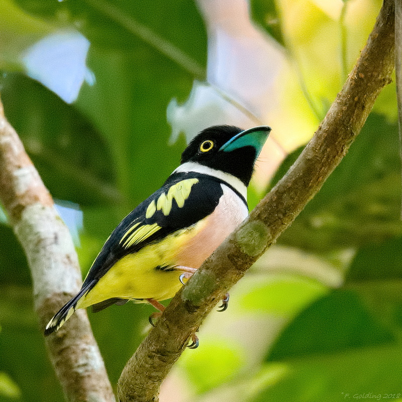 Details : Black-and-yellow Broadbill - BirdGuides