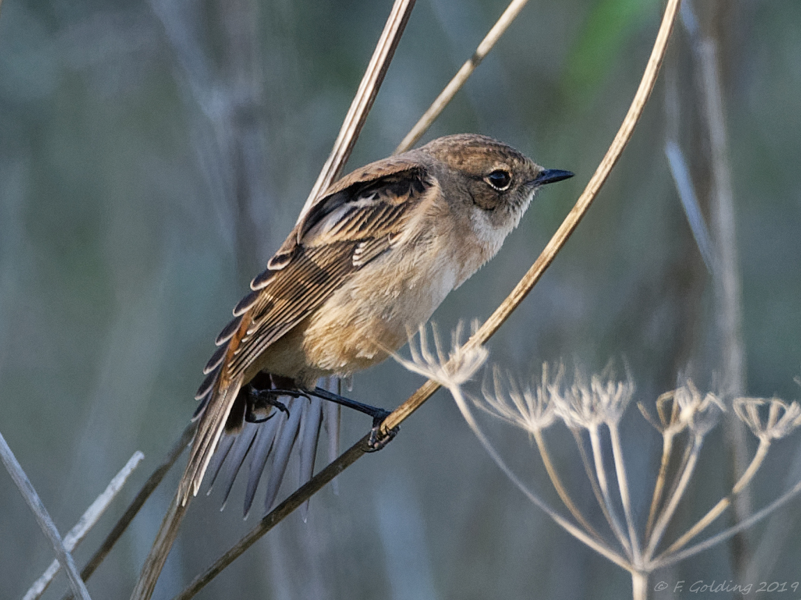 Details : Stejneger's Stonechat - BirdGuides