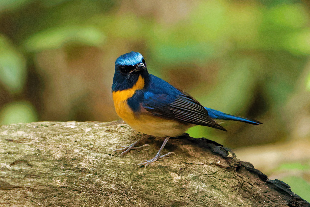 Details : Chinese Blue Flycatcher - BirdGuides