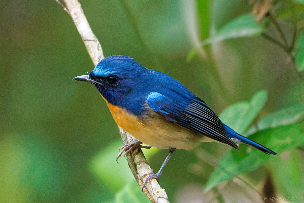Details : Chinese Blue Flycatcher - BirdGuides