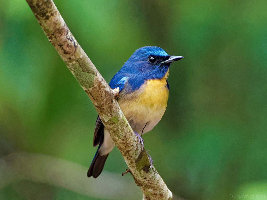 Details : Chinese Blue Flycatcher - BirdGuides
