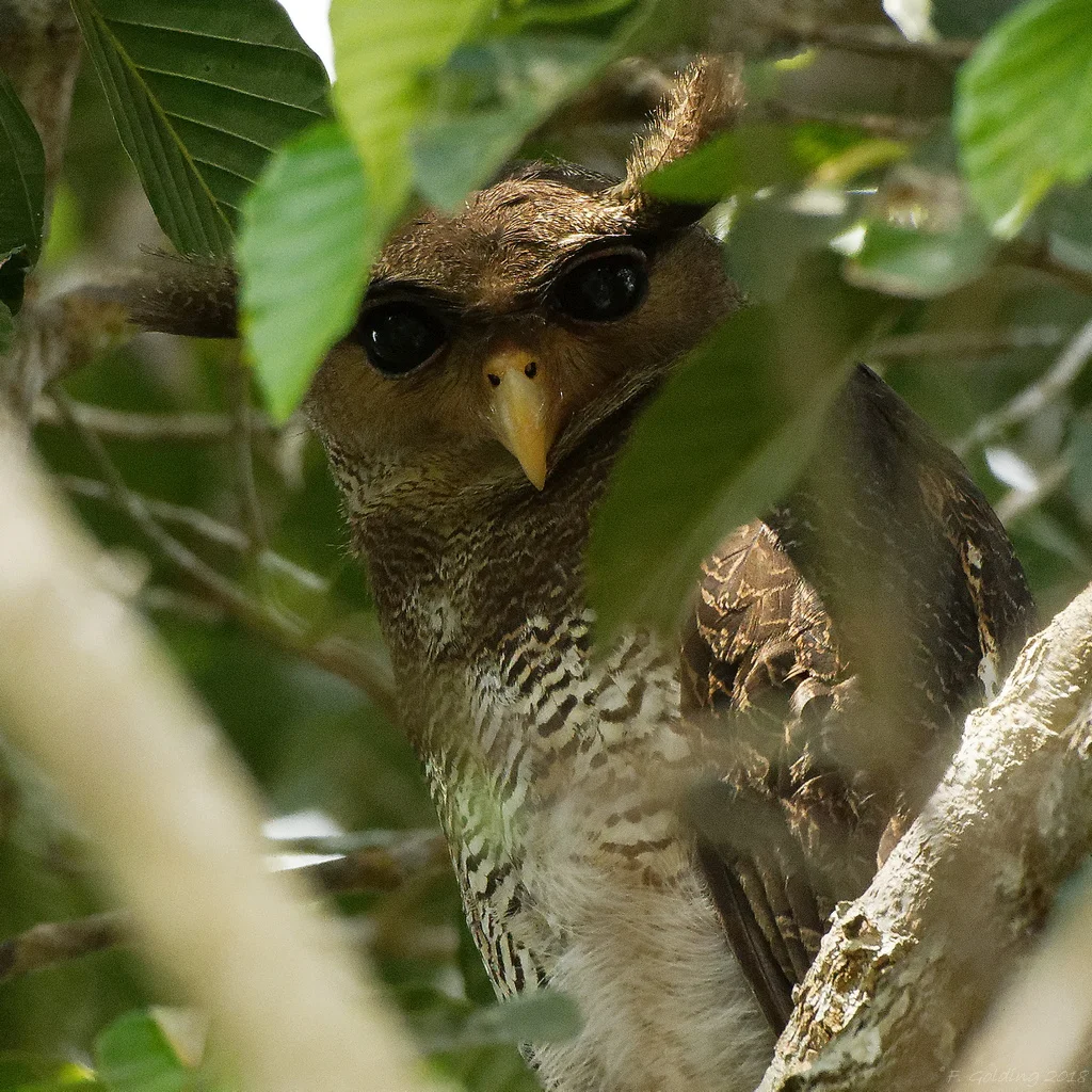 Details : Barred Eagle-Owl - BirdGuides