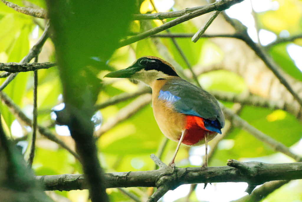 Details : Mangrove Pitta - BirdGuides