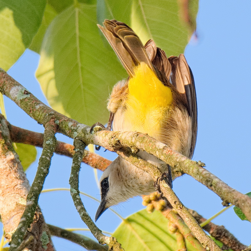 Details : Yellow-vented Bulbul - BirdGuides