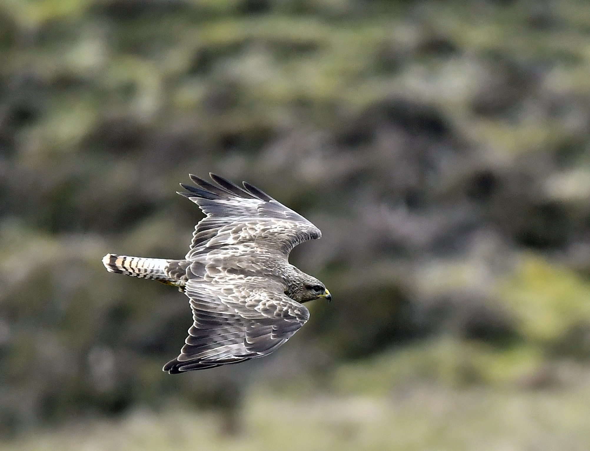 Skye Birdwatching Site - BirdGuides