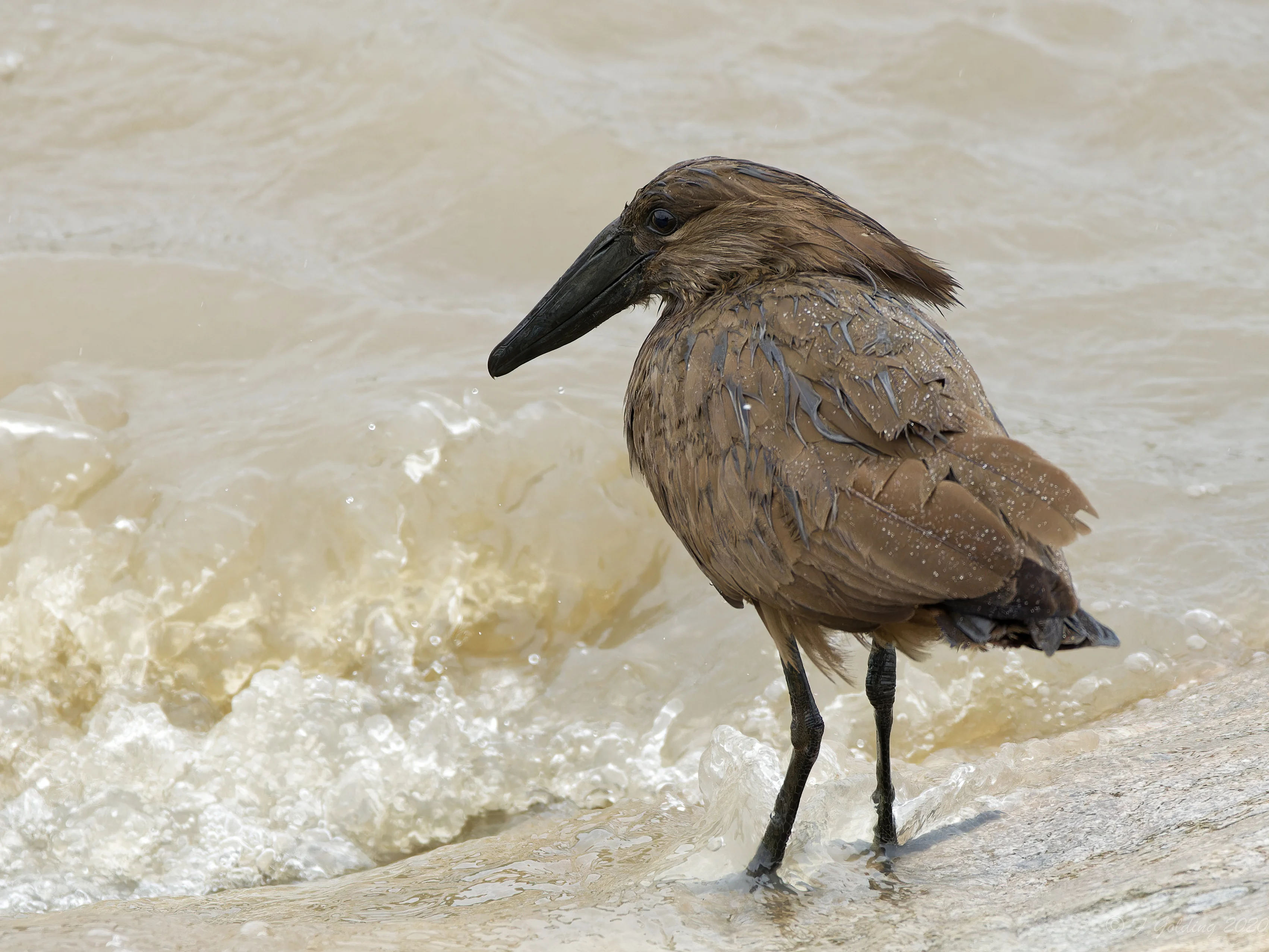 Details : Hamerkop - BirdGuides