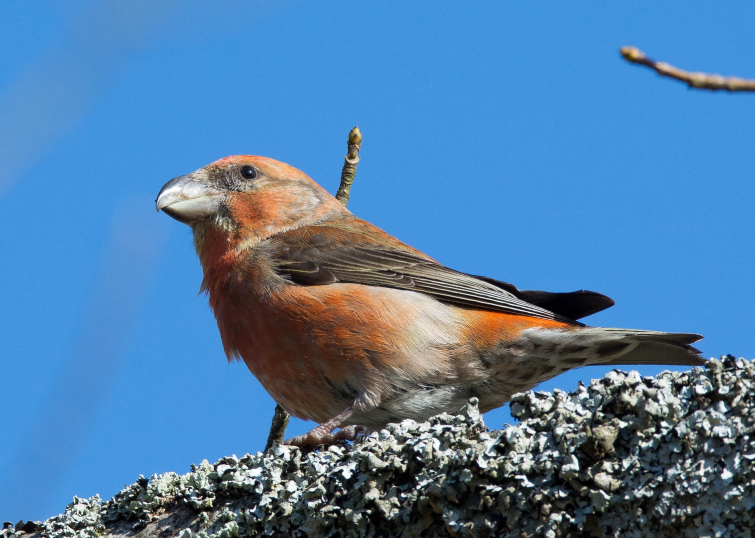 Parrot Crossbill by COLIN O'NEIL - BirdGuides