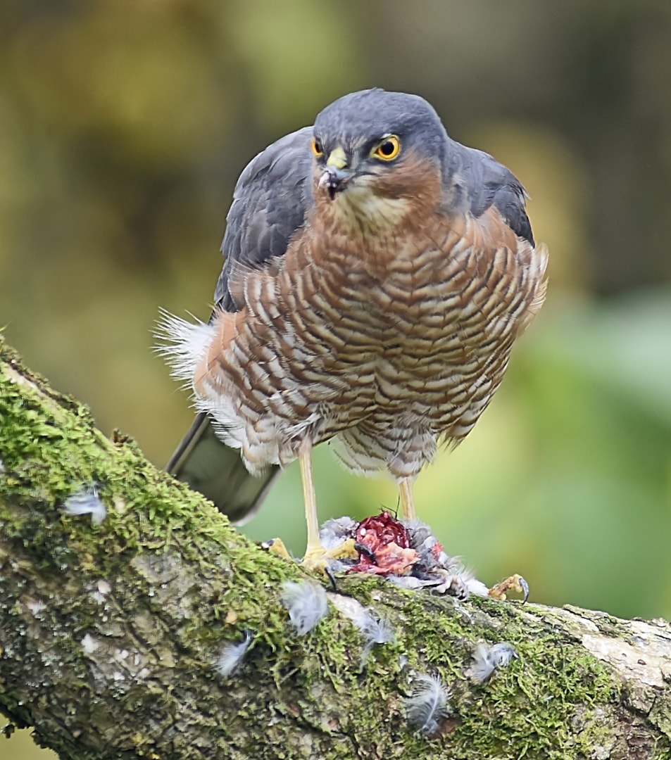 Eurasian Sparrowhawk by Kev Joynes - BirdGuides