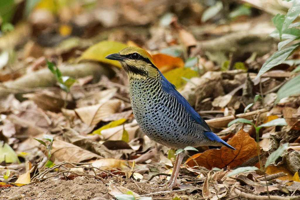 Details : Blue Pitta - BirdGuides