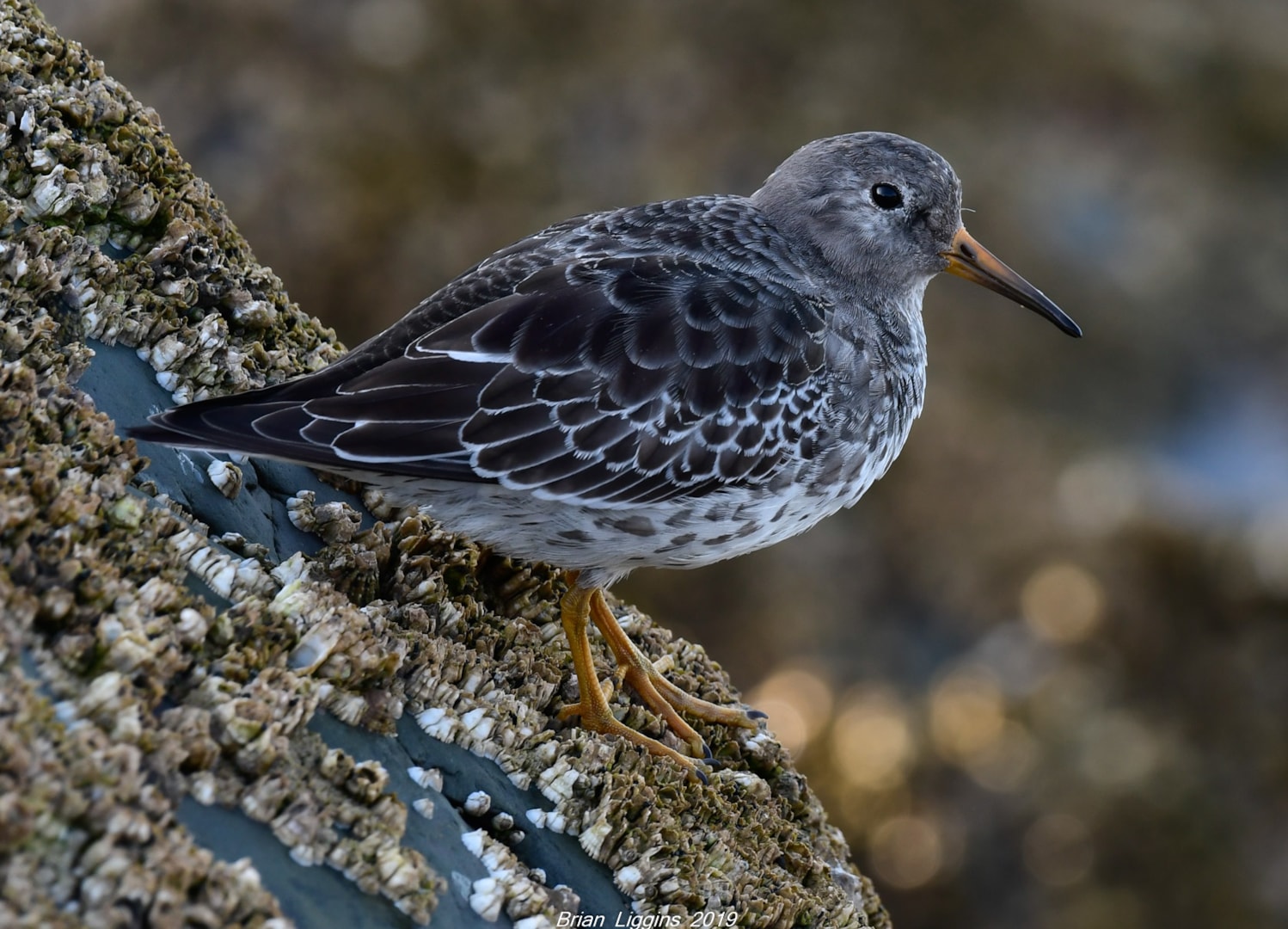 Purple Sandpiper by Brian Liggins - BirdGuides