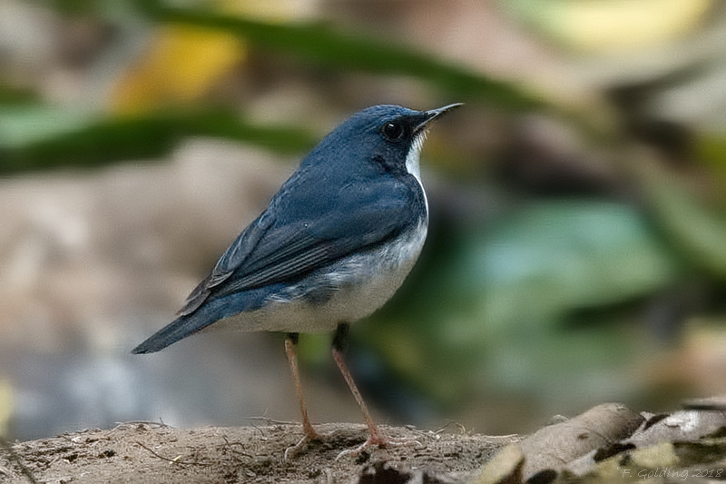 Details : Siberian Blue Robin - BirdGuides