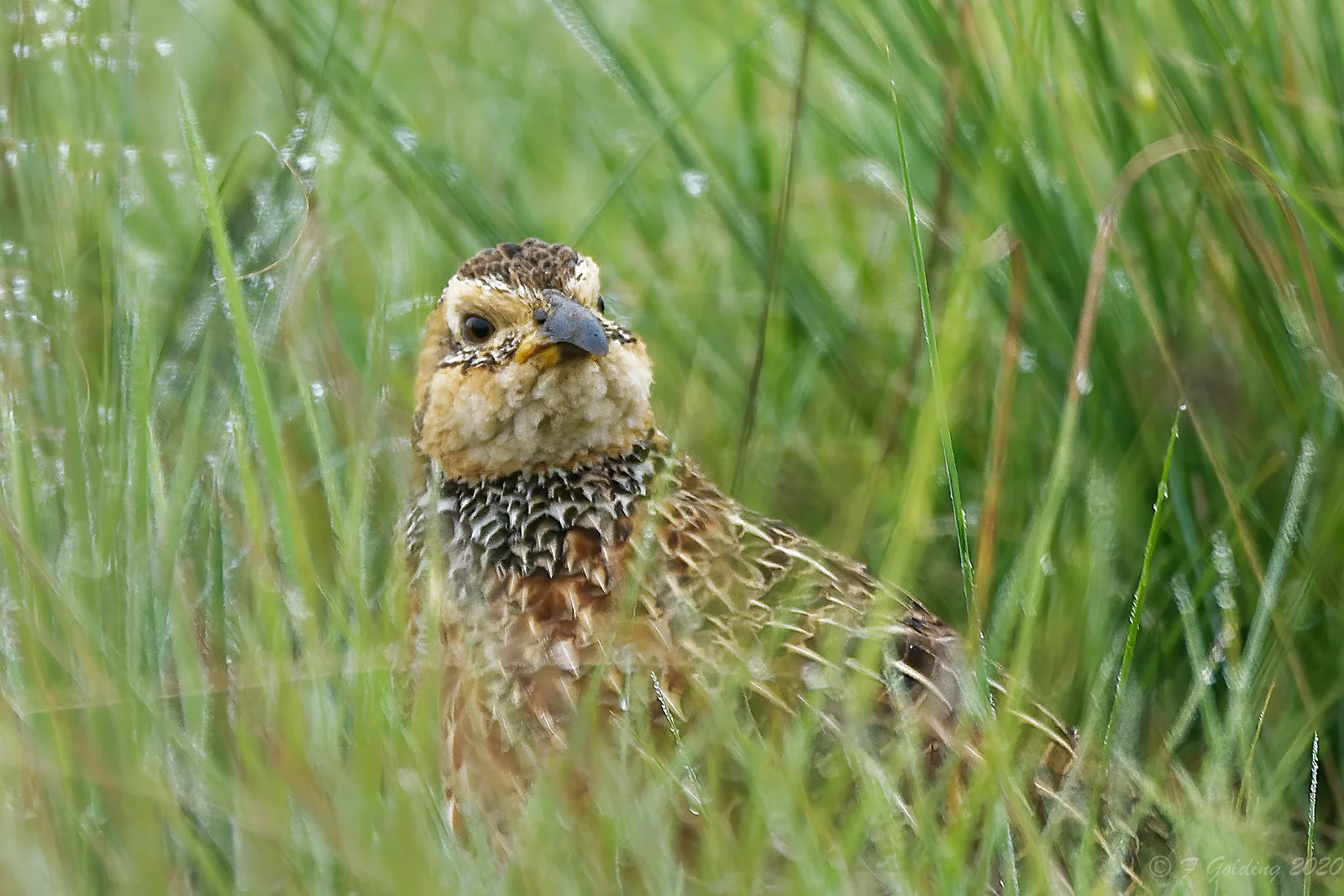 Details : Red-winged Francolin - BirdGuides