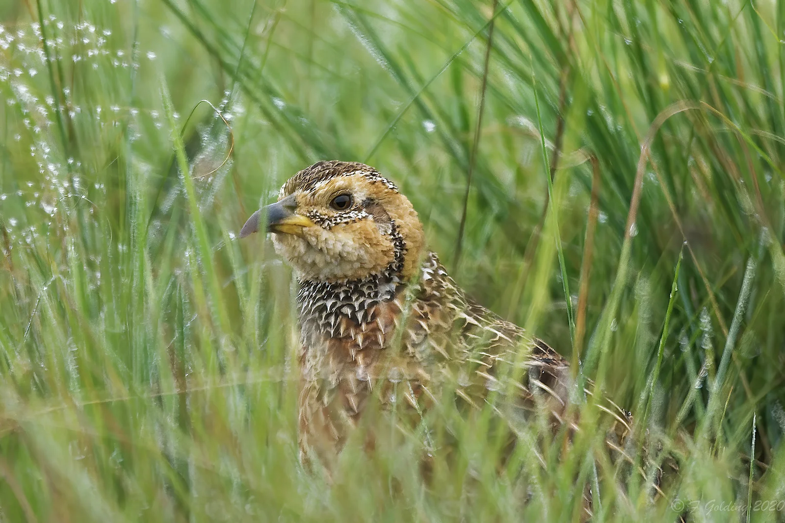 Details : Red-winged Francolin - BirdGuides