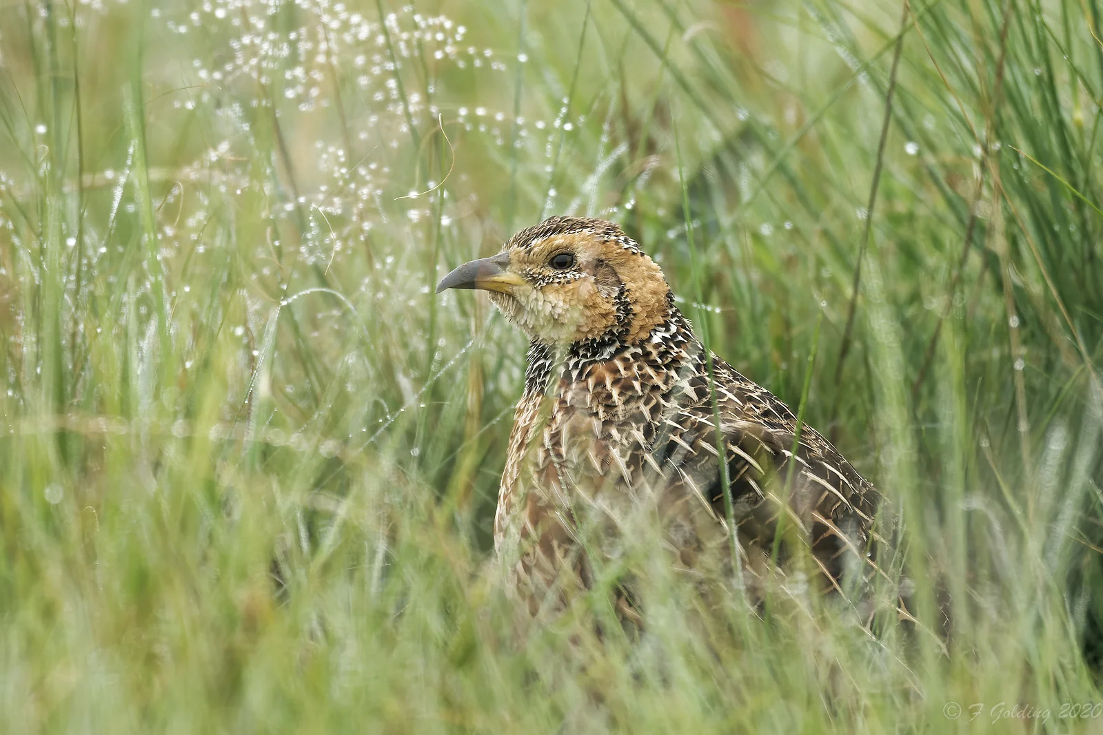 Details : Red-winged Francolin - BirdGuides