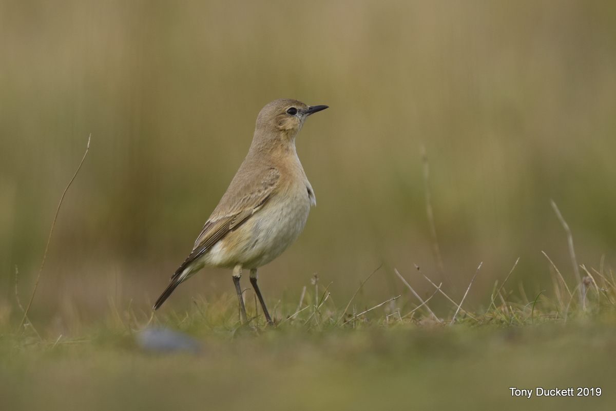 Details : Isabelline Wheatear - BirdGuides