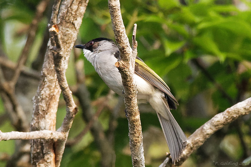Details : Ashy Bulbul - BirdGuides