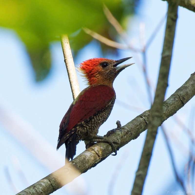 Banded Woodpecker by Frank Golding - BirdGuides
