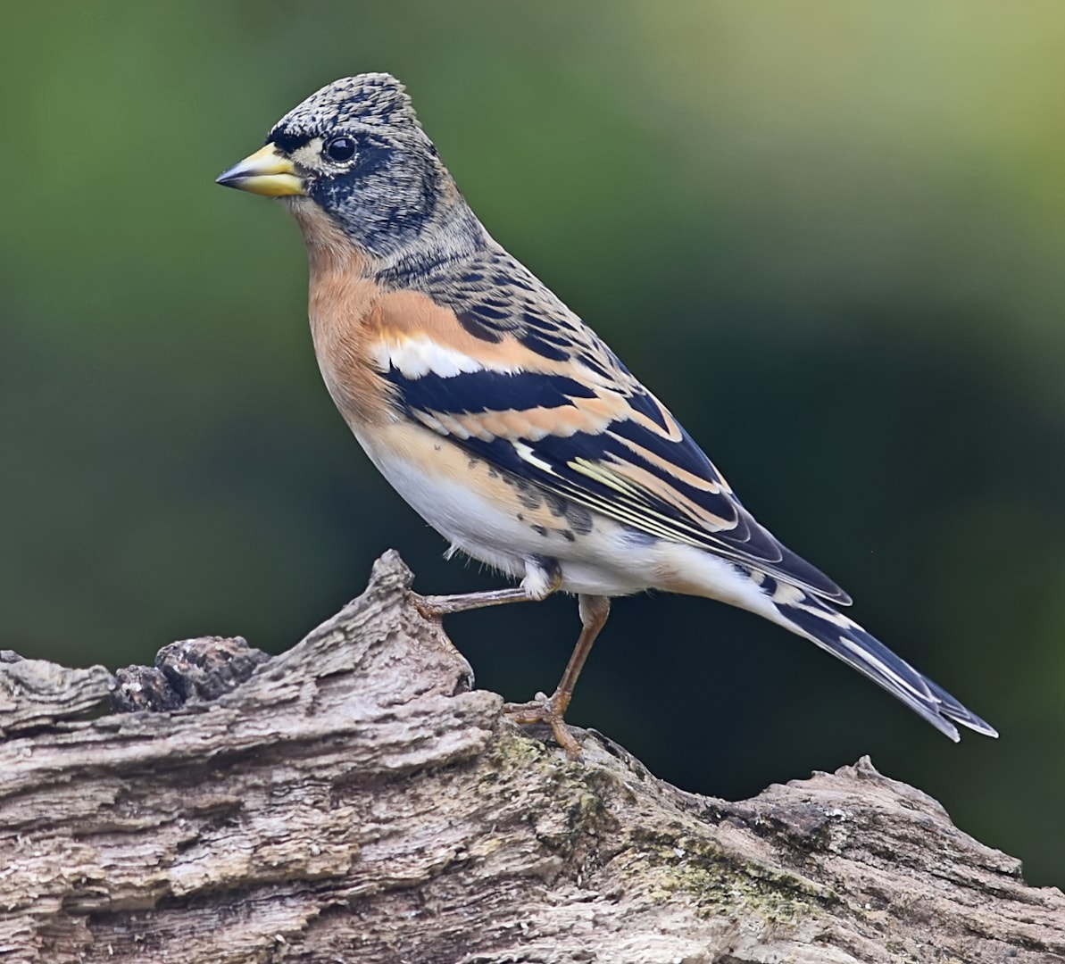 Brambling by Kev Joynes - BirdGuides