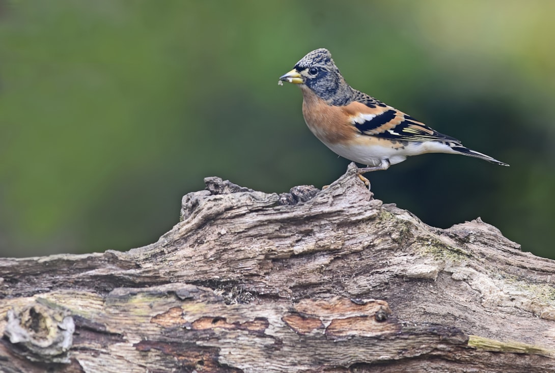 Brambling by Kev Joynes - BirdGuides
