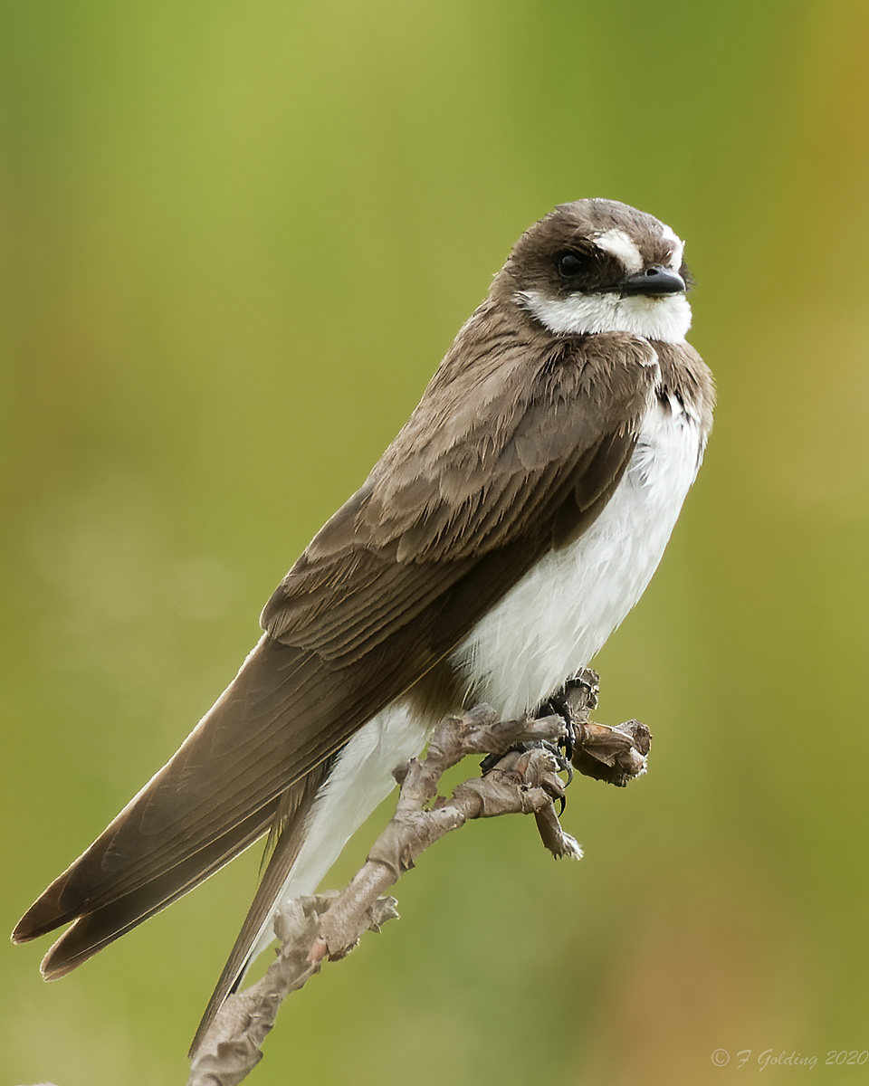 Banded Martin by Frank Golding - BirdGuides