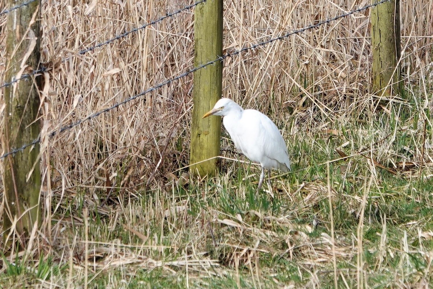 Western Cattle Egret by Janice Sutton - BirdGuides