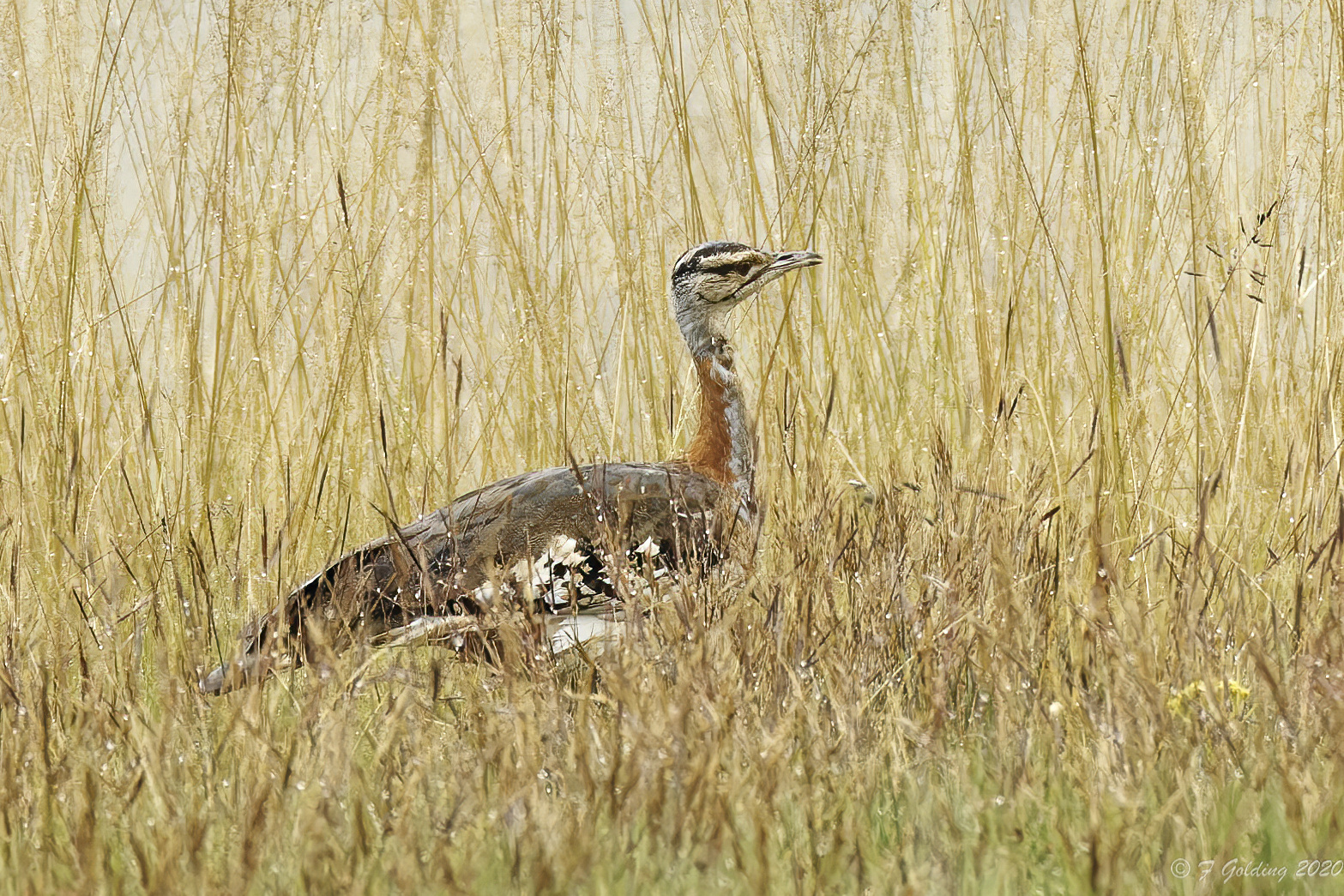 Denham's Bustard by Frank Golding - BirdGuides
