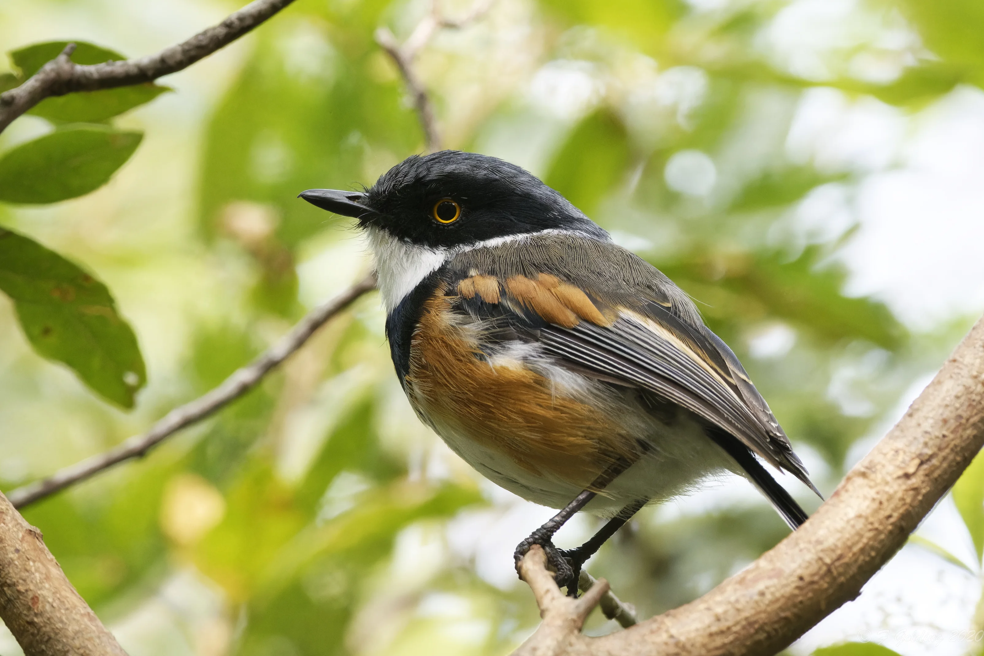Details : Cape Batis - BirdGuides