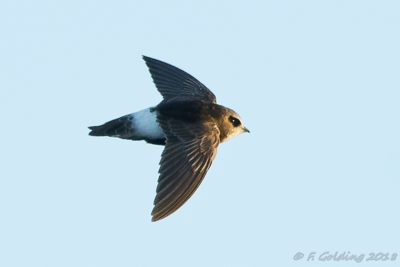 Little Swift by Frank Golding - BirdGuides