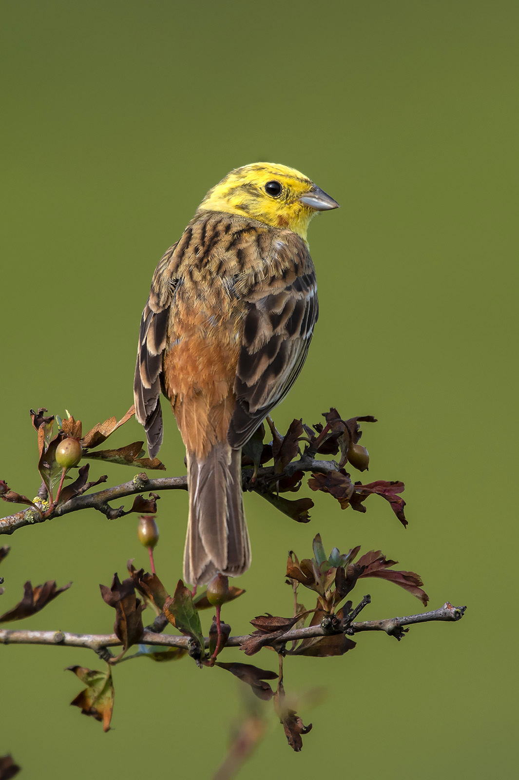 Dover Birdwatching Site - BirdGuides