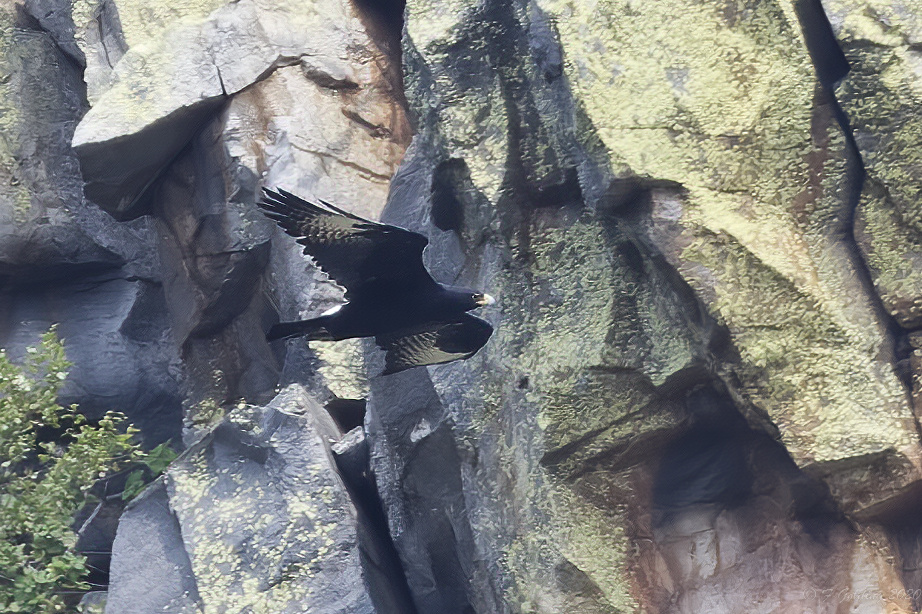 Rare Western Palearctic birds: Verreaux's Eagle - BirdGuides