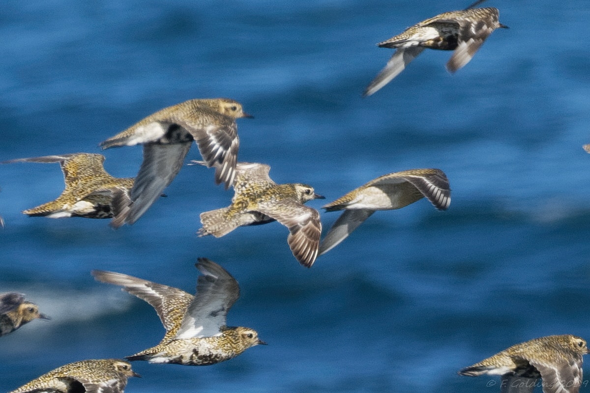 Pacific Golden Plover by Frank Golding - BirdGuides
