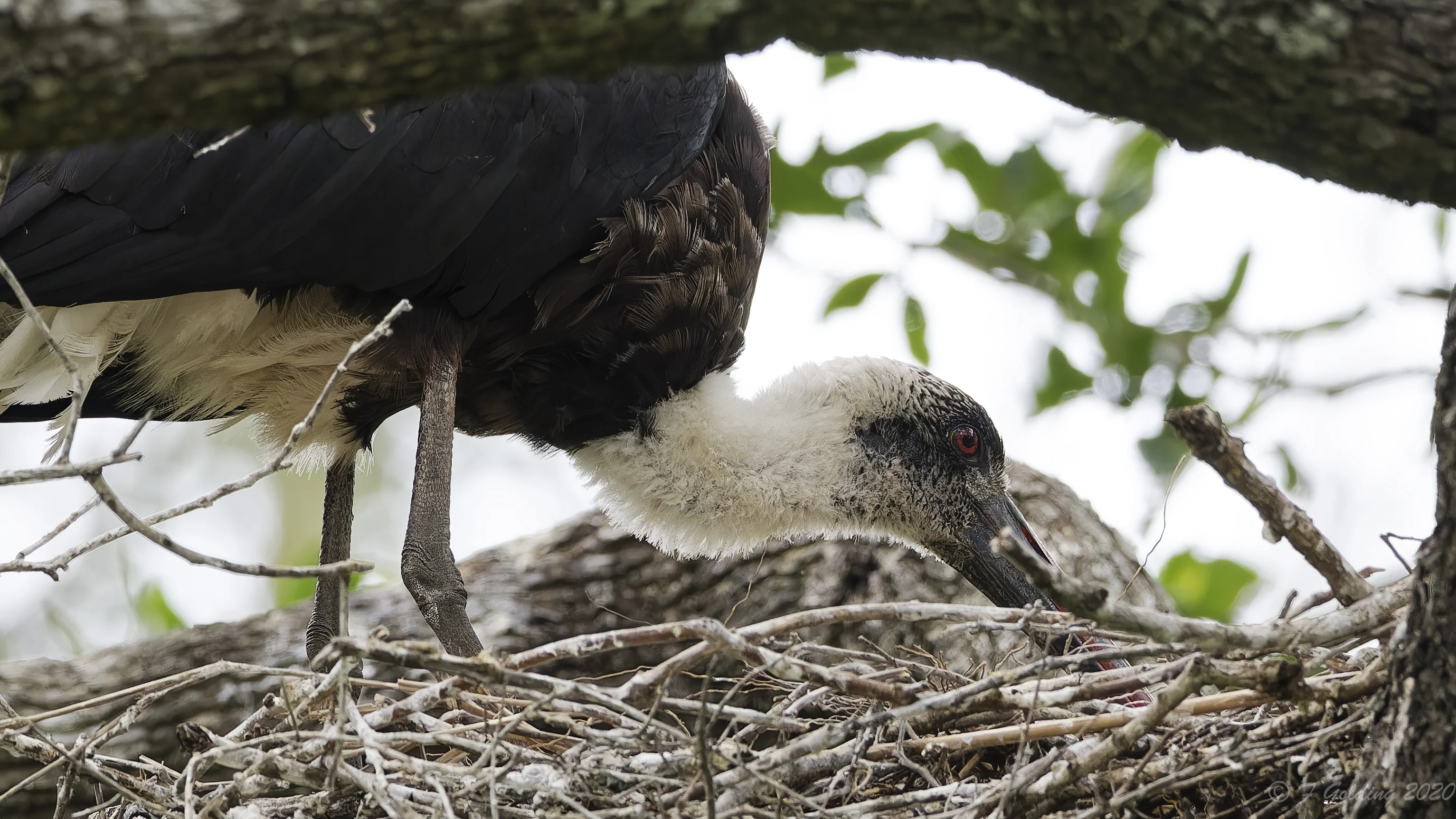 Details : African Woolly-necked Stork - BirdGuides