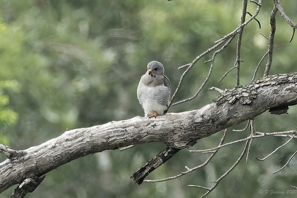 Lizard Buzzard by Frank Golding - BirdGuides