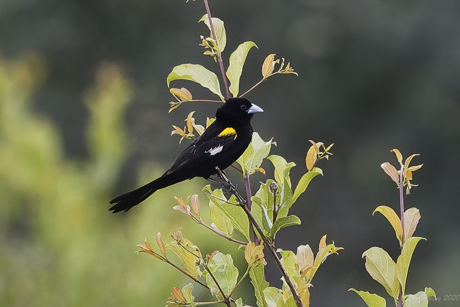 White-winged Widowbird by Frank Golding - BirdGuides
