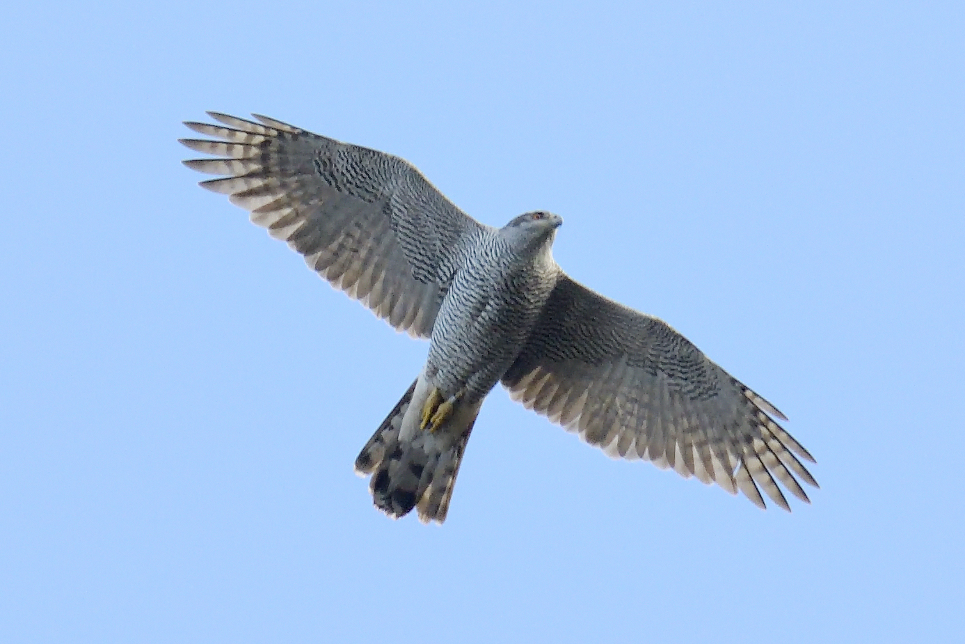 Goshawk shot in Highland - BirdGuides
