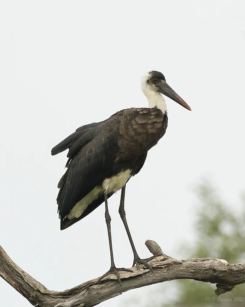 Details : African Woolly-necked Stork - BirdGuides