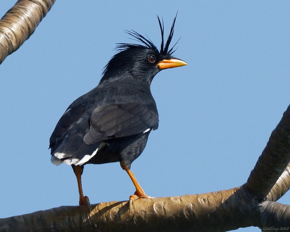 White-vented Myna by Frank Golding - BirdGuides