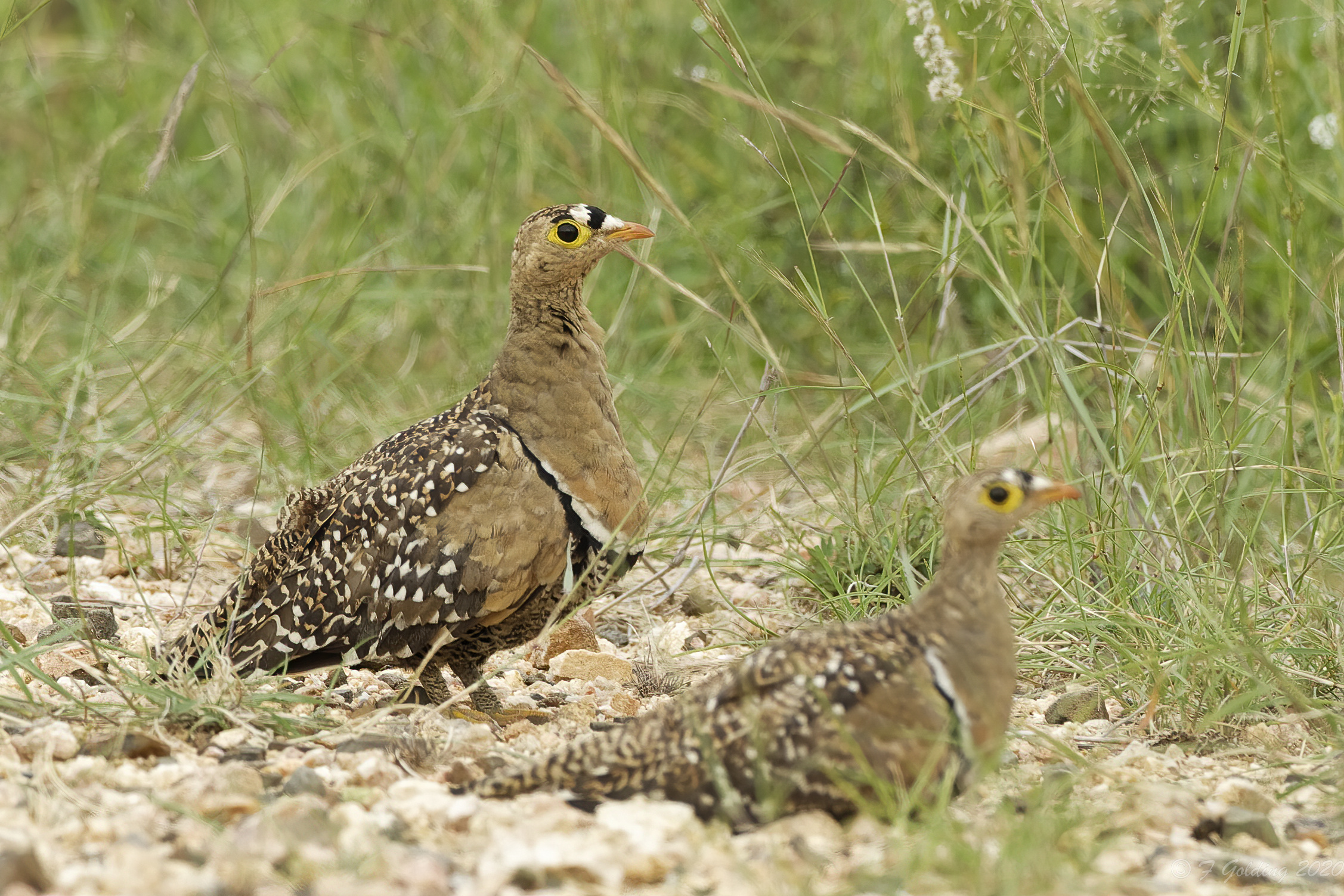 Double-banded Sandgrouse by Frank Golding - BirdGuides
