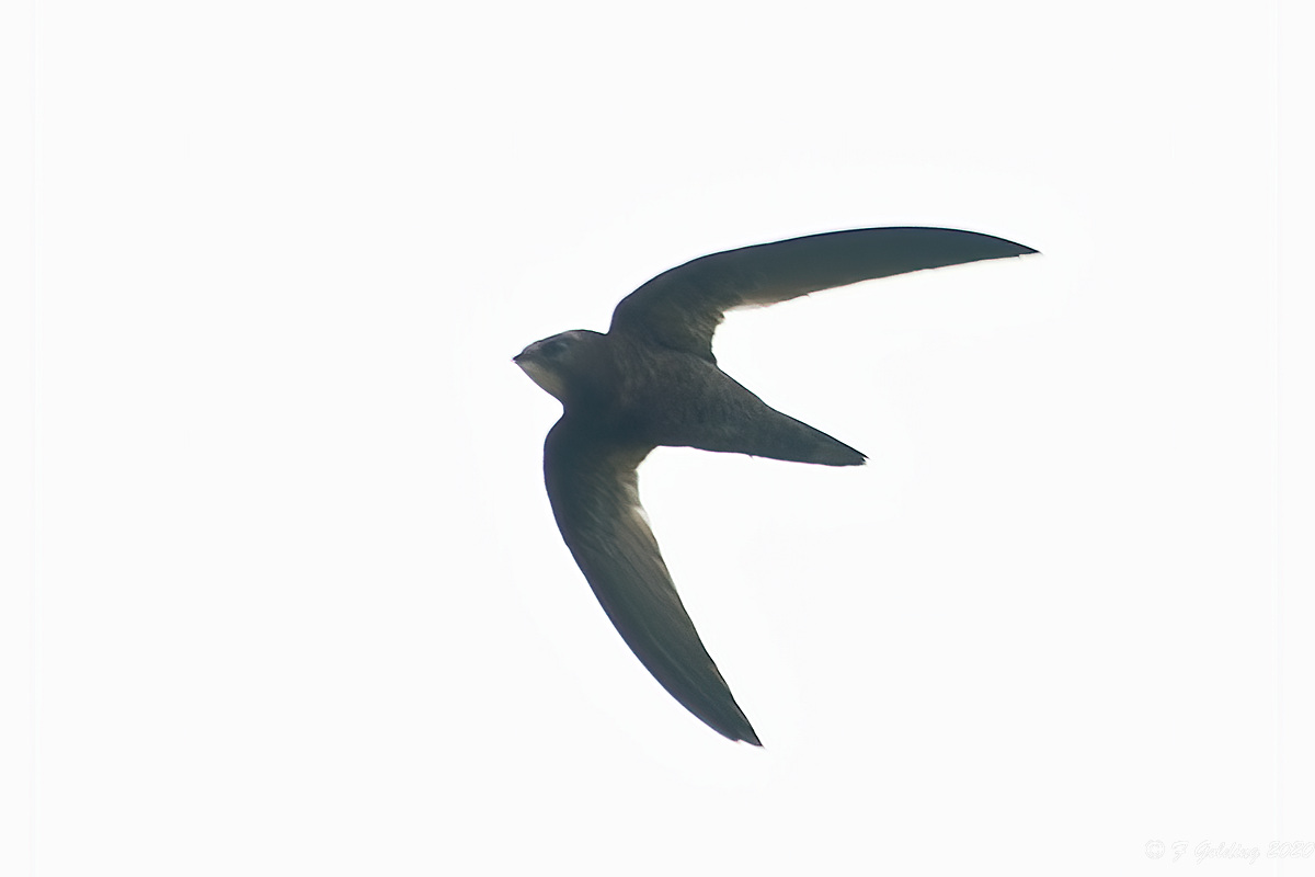 African Black Swift by Frank Golding - BirdGuides