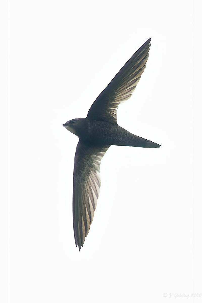 Details : African Black Swift - BirdGuides