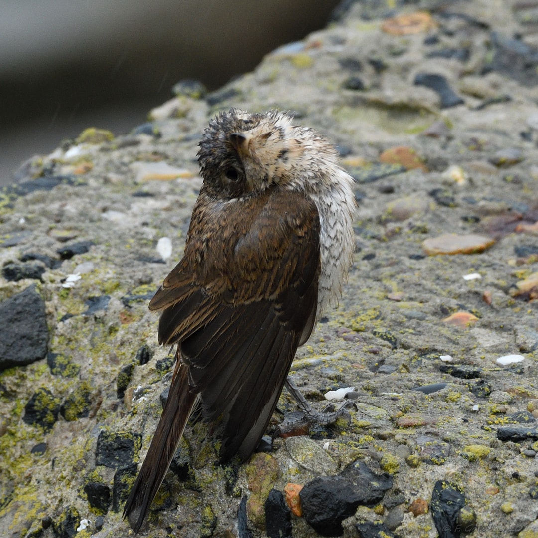 Red-backed Shrike by Frank Golding - BirdGuides